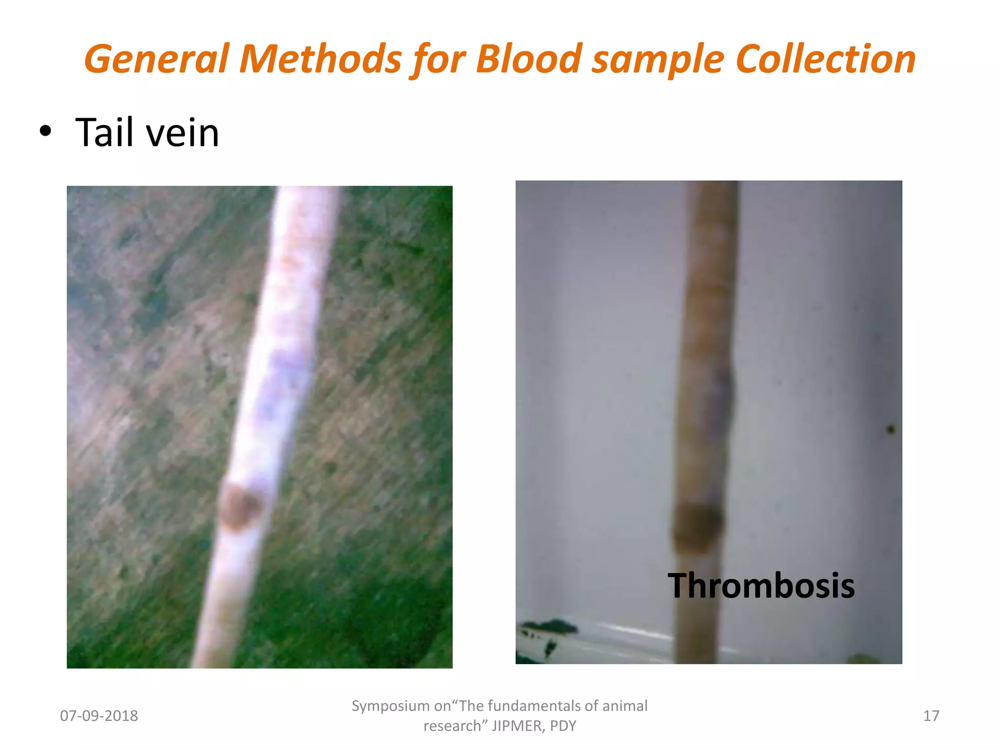 Blood sample collection in lab. animals | PPTX