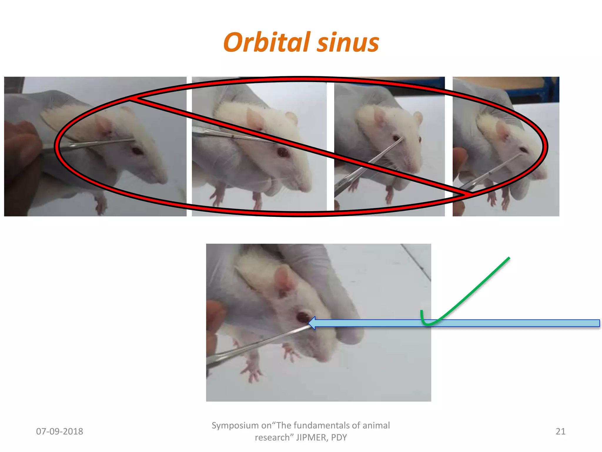 Blood sample collection in lab. animals | PPTX