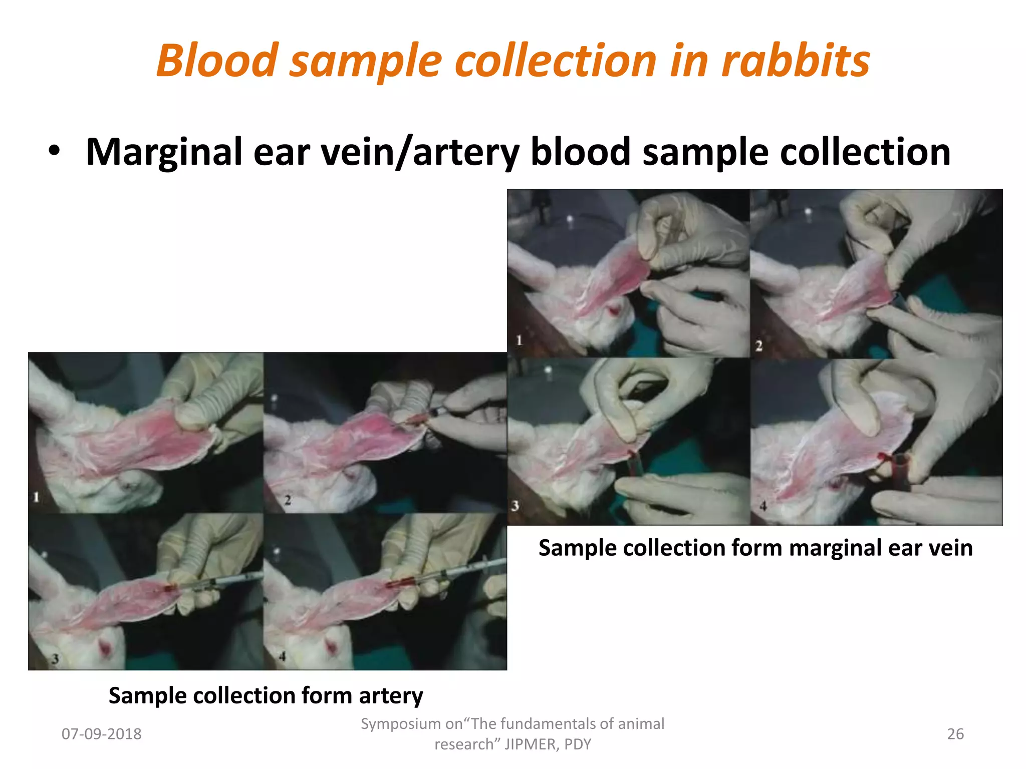 Blood sample collection in lab. animals | PPTX