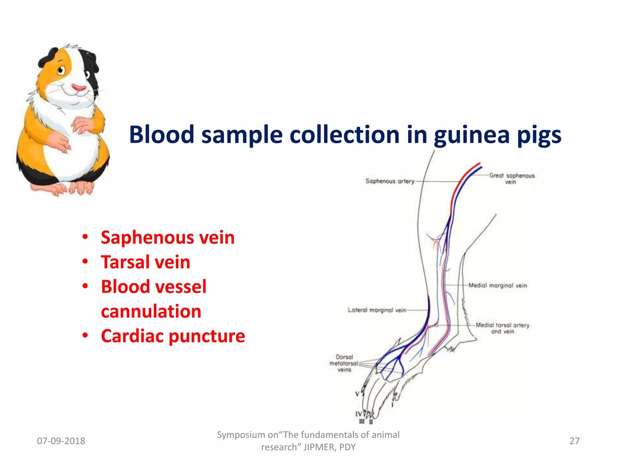 Blood sample collection in lab. animals | PPTX