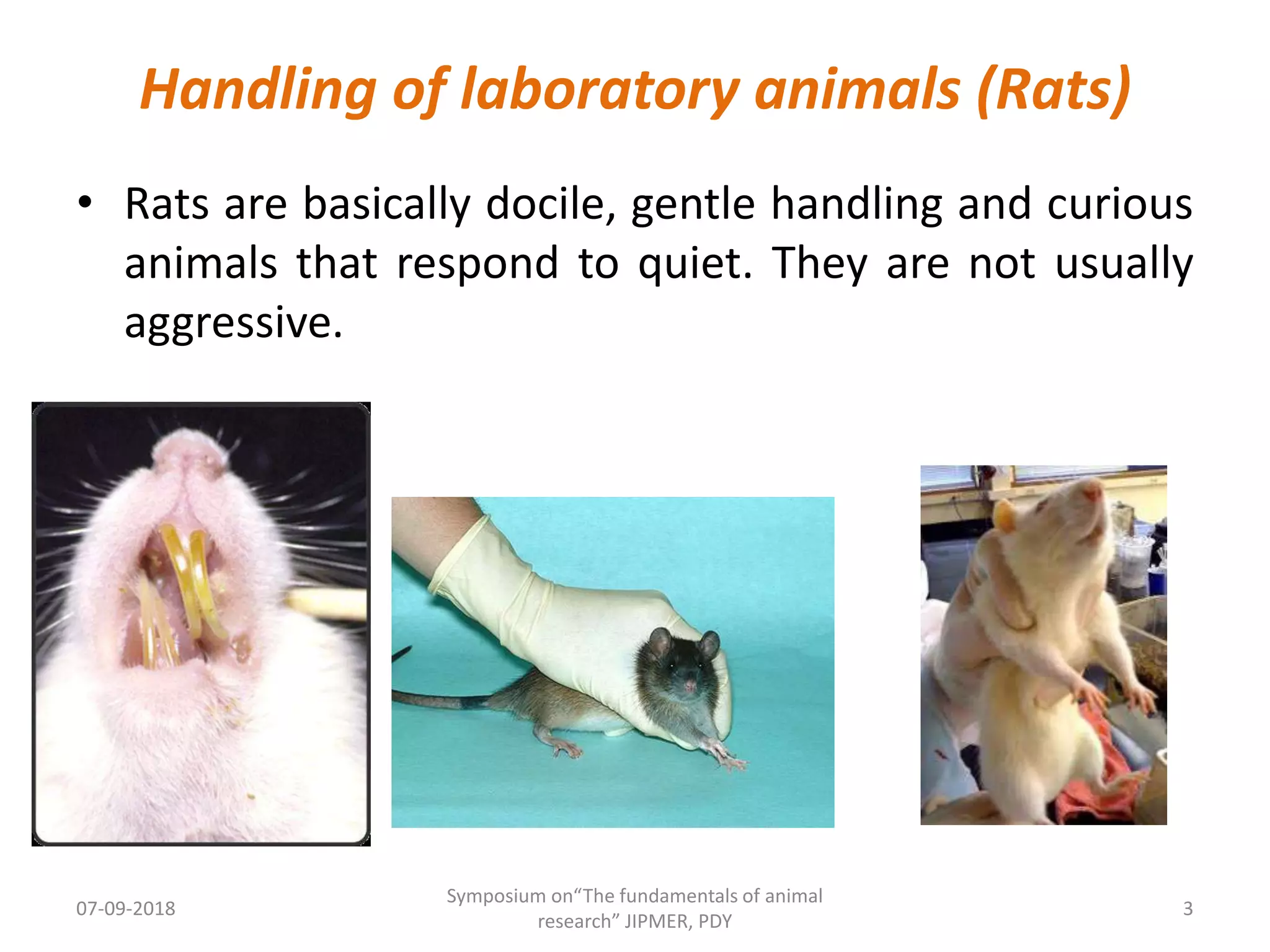 Blood sample collection in lab. animals | PPTX