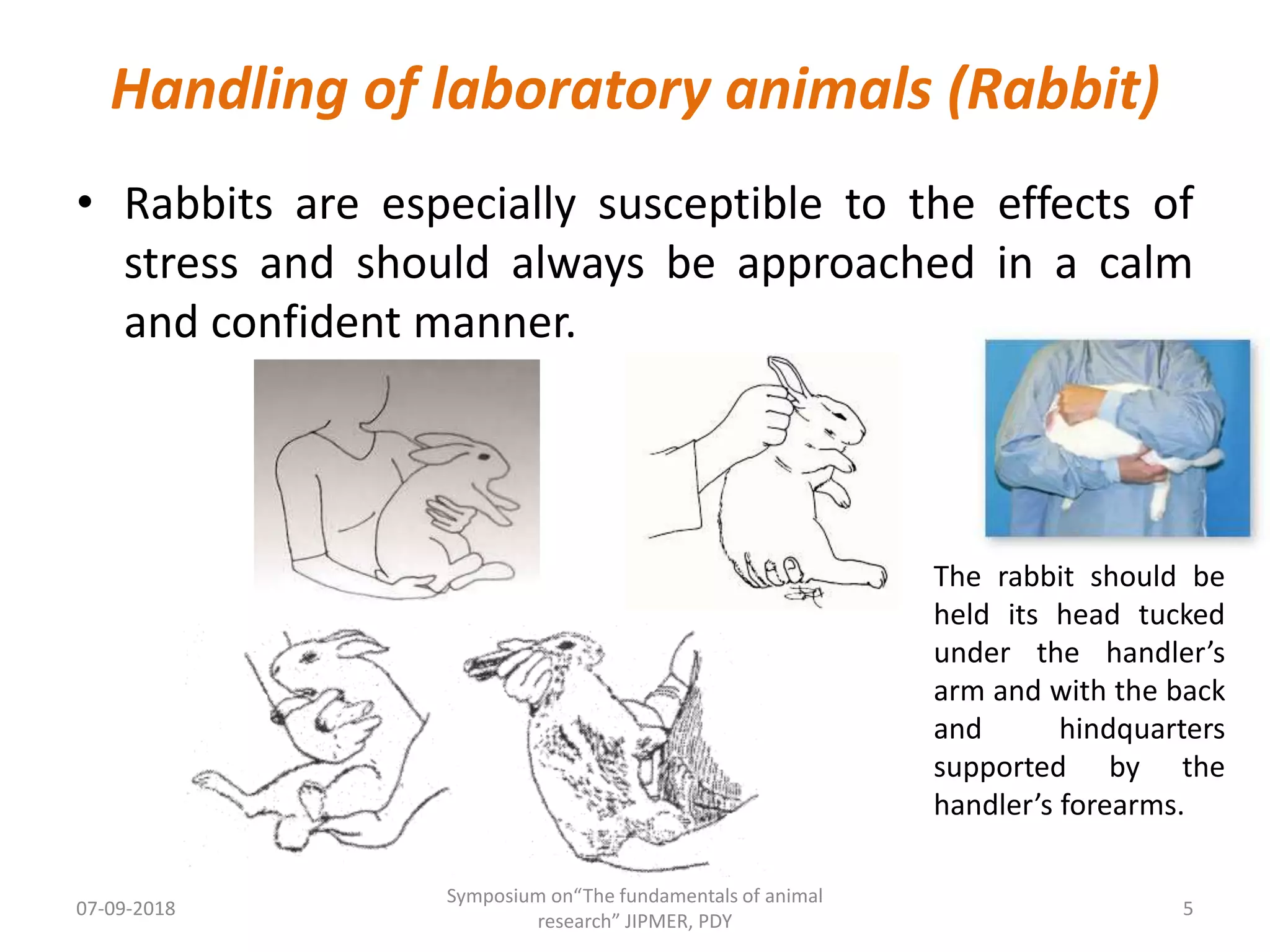 Blood sample collection in lab. animals | PPTX
