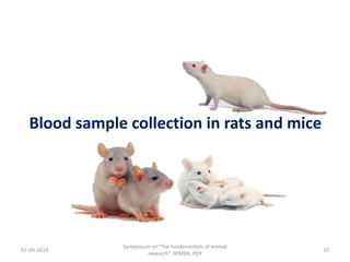 Blood sample collection in lab. animals | PPTX