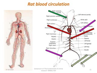 Blood sample collection in lab. animals | PPTX