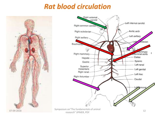 Blood sample collection in lab. animals | PPTX