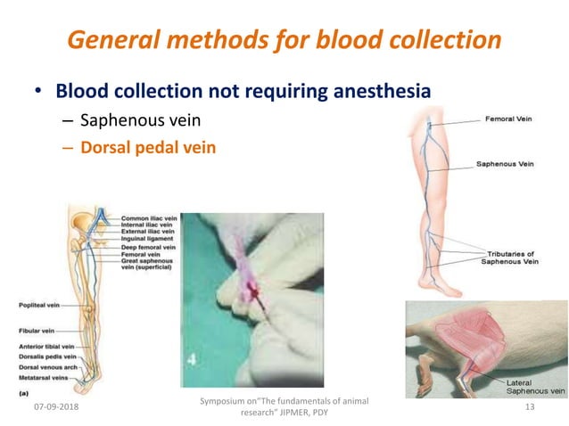 Blood sample collection in lab. animals | PPTX