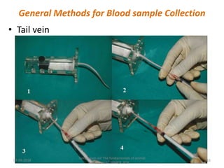 Blood sample collection in lab. animals | PPTX