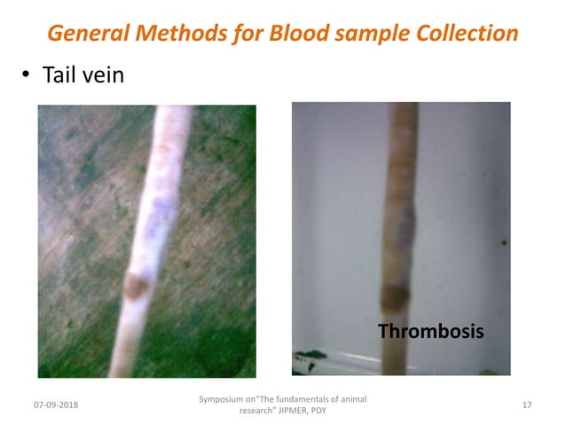 Blood sample collection in lab. animals | PPTX