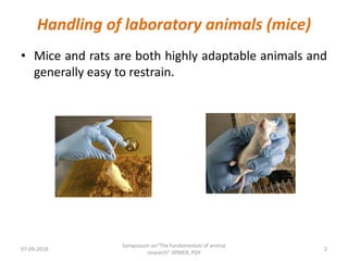 Blood sample collection in lab. animals | PPTX