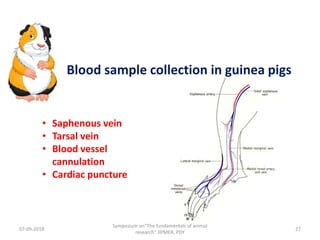 Blood sample collection in lab. animals | PPTX