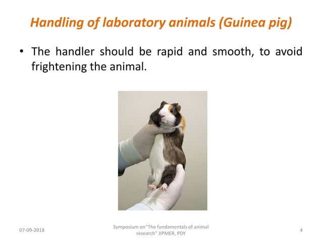 Blood sample collection in lab. animals | PPTX