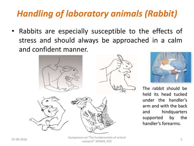 Blood sample collection in lab. animals | PPTX