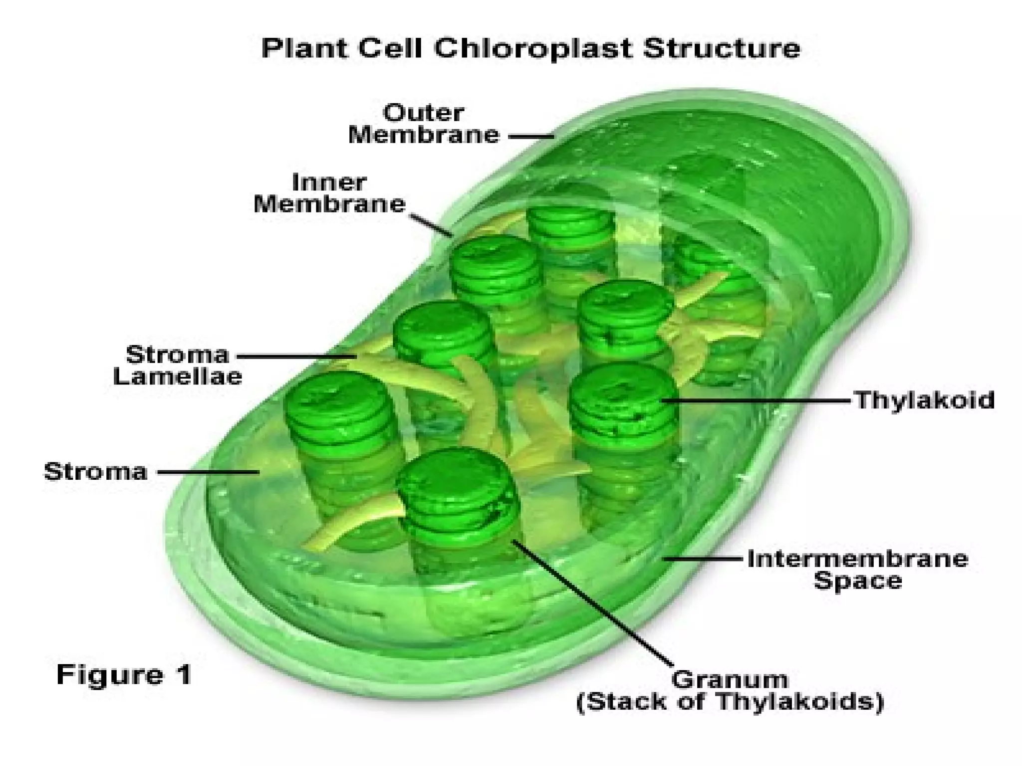 chloroplast genome ppt. | PPT