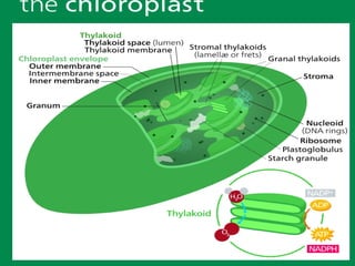 chloroplast genome ppt. | PPT