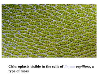 chloroplast genome ppt. | PPT