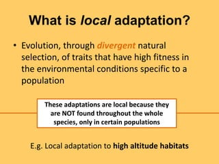 Genome adaptations to high altitude in the Eastern honeybee | PPTX ...