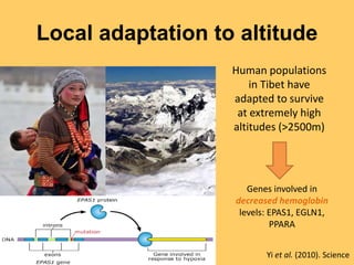 Genome adaptations to high altitude in the Eastern honeybee | PPTX ...