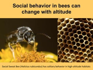 Genome adaptations to high altitude in the Eastern honeybee | PPTX