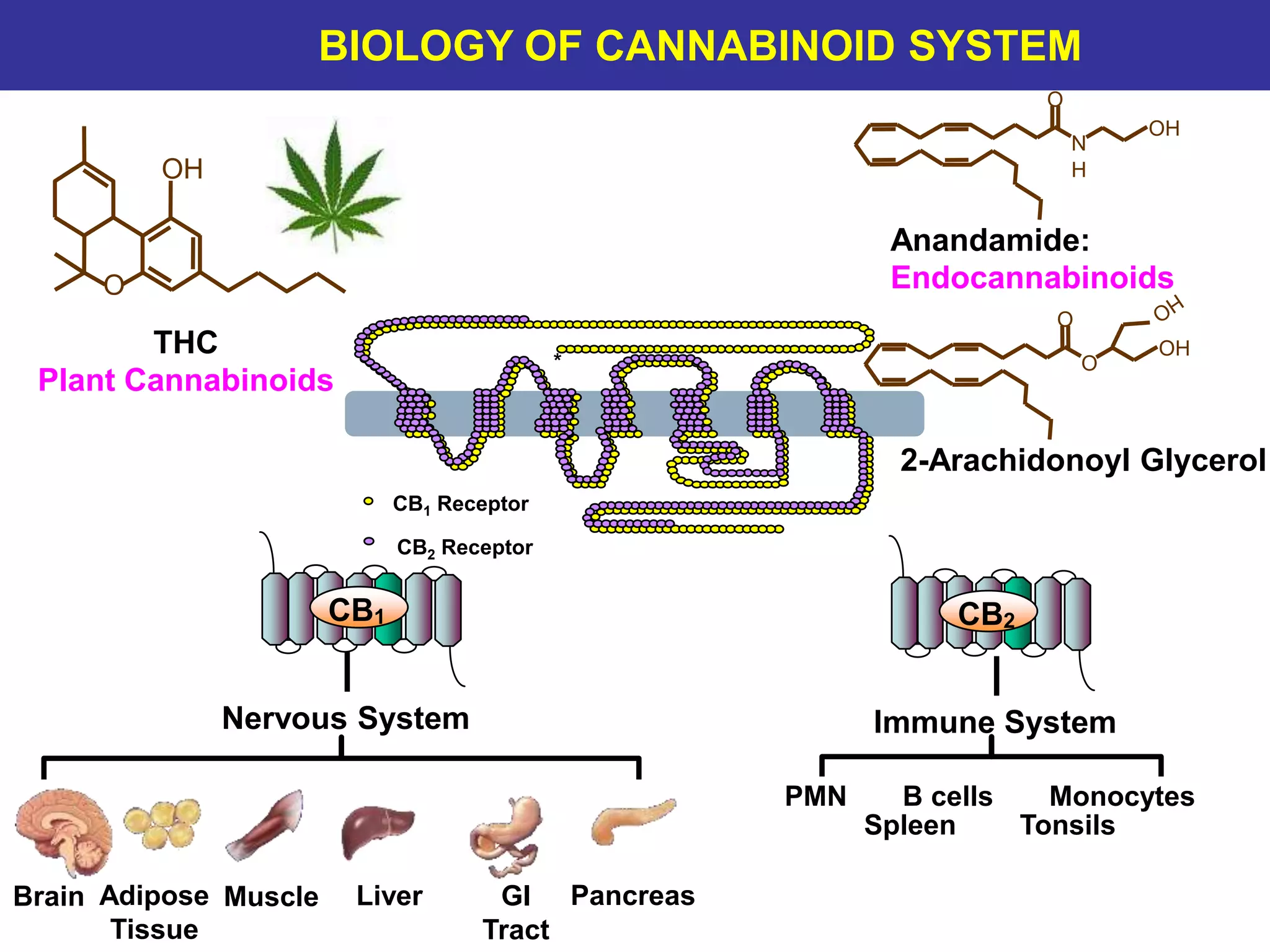 Cannabis | PPTX