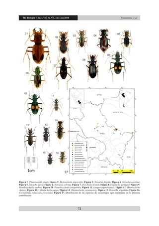 Escarabajos tigre (Coleoptera: Cicindelidae) de la Colección ...