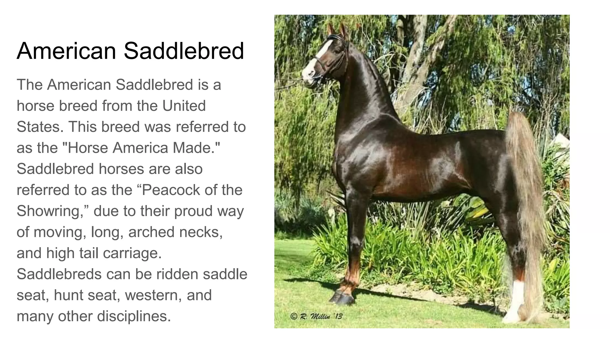 Horse Basics 101 - Breeds | PPTX