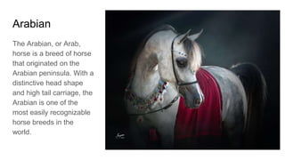 Horse Basics 101 - Breeds | PPTX
