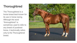 Horse Basics 101 - Breeds | PPTX
