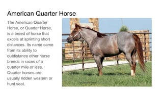 Horse Basics 101 - Breeds | PPTX