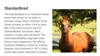 Horse Basics 101 - Breeds | PPTX
