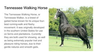 Horse Basics 101 - Breeds | PPTX