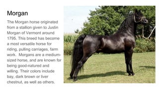 Horse Basics 101 - Breeds | PPTX