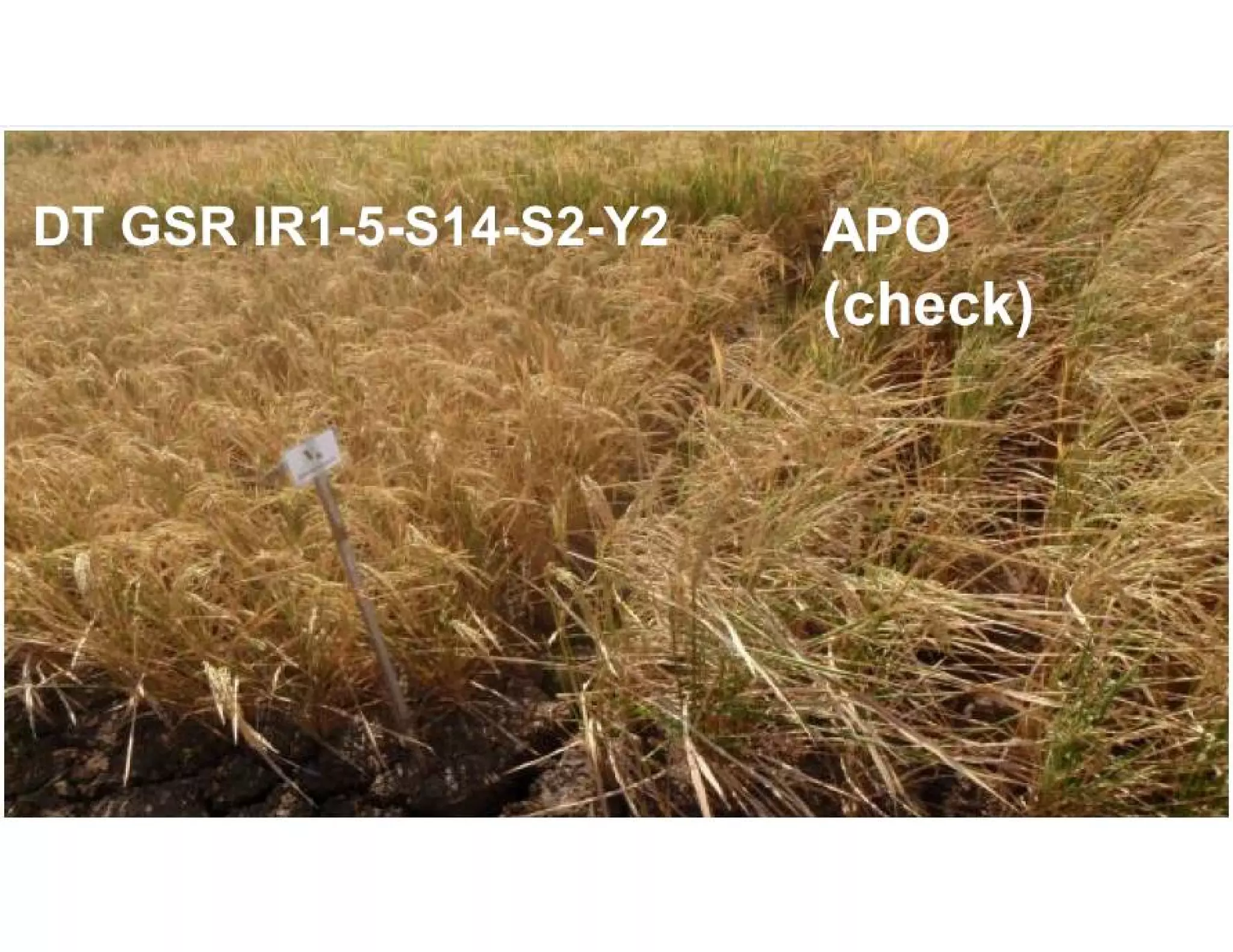 2019. jauhar ali. genomics assisted breeding for climate smart rice ...
