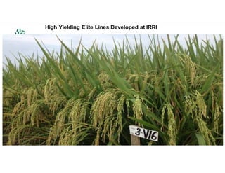 2019. jauhar ali. genomics assisted breeding for climate smart rice ...