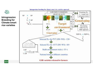 2019. jauhar ali. genomics assisted breeding for climate smart rice ...