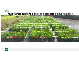 2019. jauhar ali. genomics assisted breeding for climate smart rice ...
