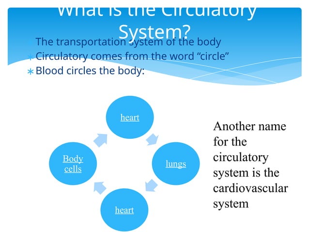 2019-2020 human circulatory system PPT.pptx