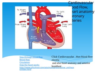 2019-2020 human circulatory system PPT.pptx