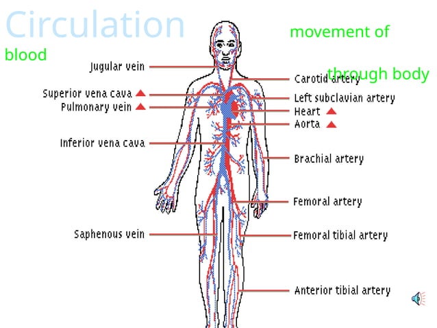 2019-2020 human circulatory system PPT.pptx