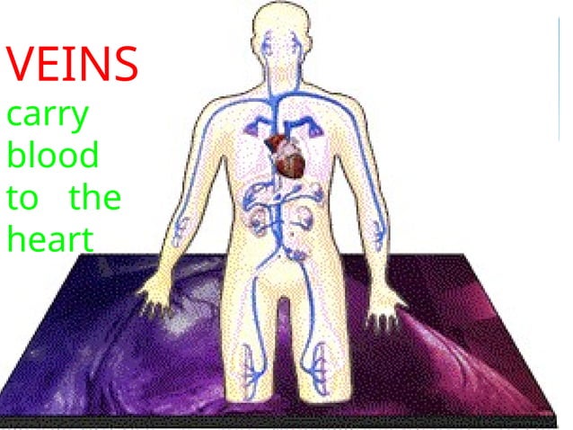 2019-2020 human circulatory system PPT.pptx