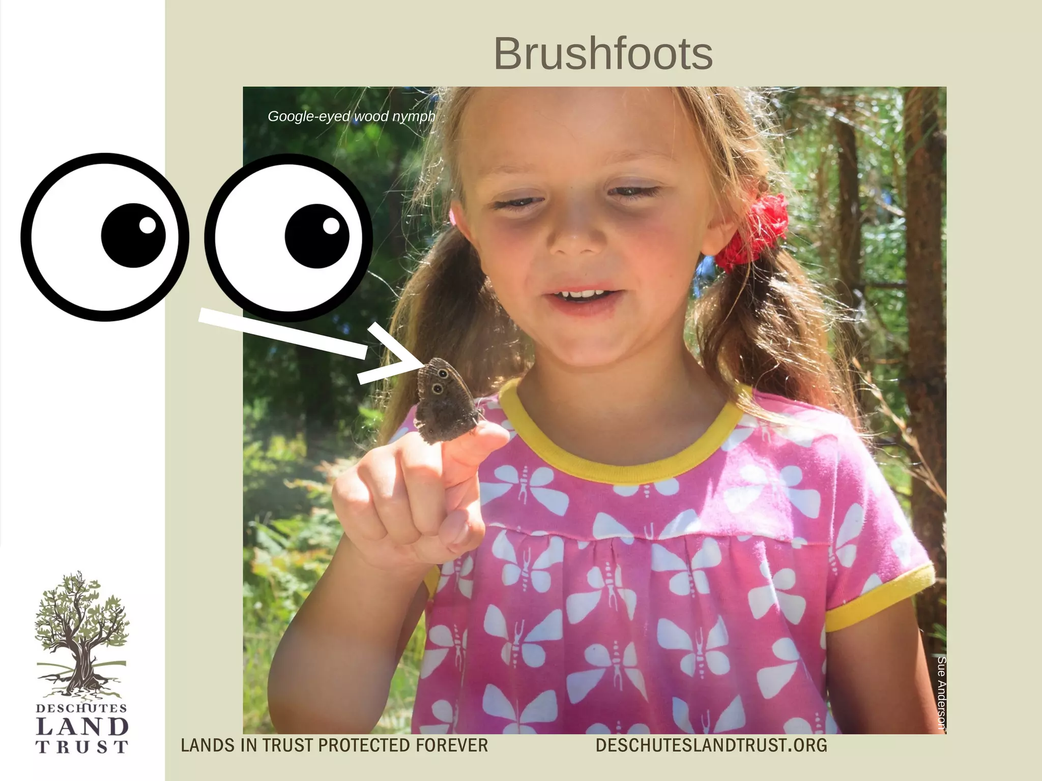 Magnificent Monarchs | PPT