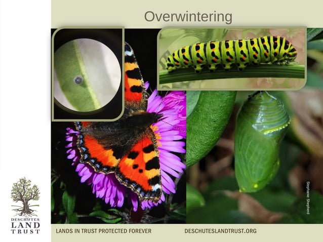 Magnificent Monarchs | PPT