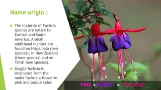 2019052286_FUCHSIA_OS_PPT (1).pptx