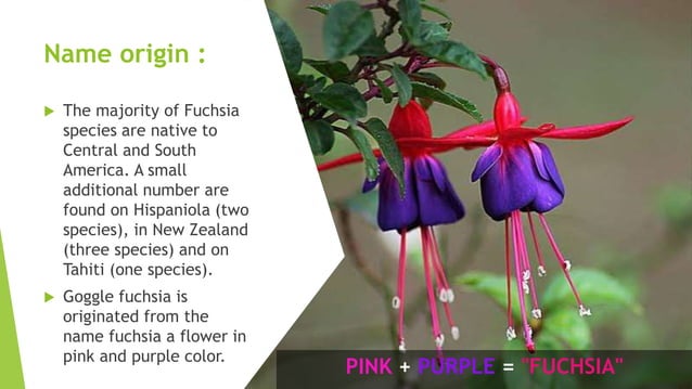 2019052286_FUCHSIA_OS_PPT (1).pptx