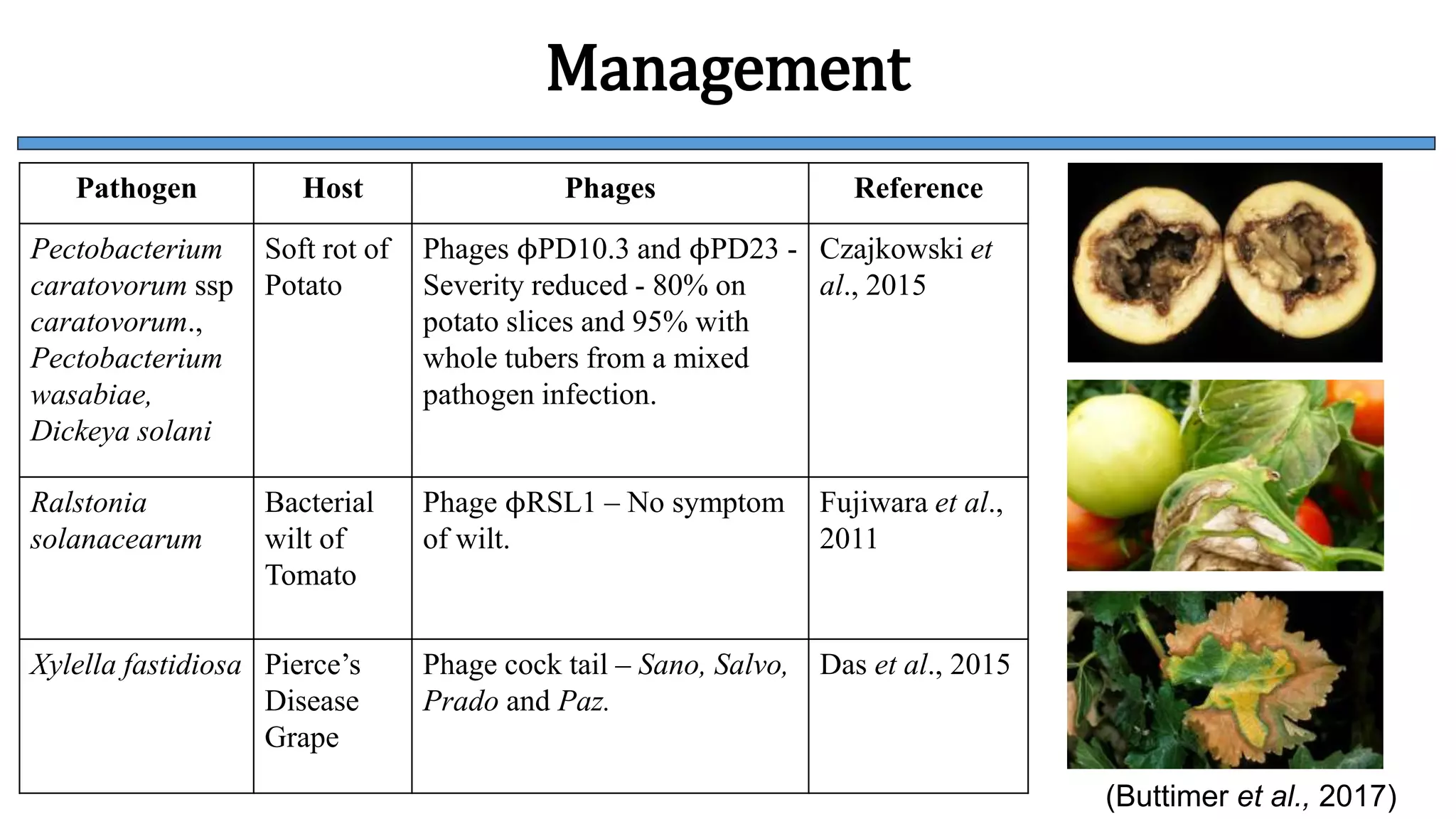 Role of bacteriophages in management of plant diseases | PPTX