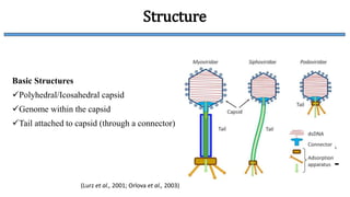 Role of bacteriophages in management of plant diseases | PPTX