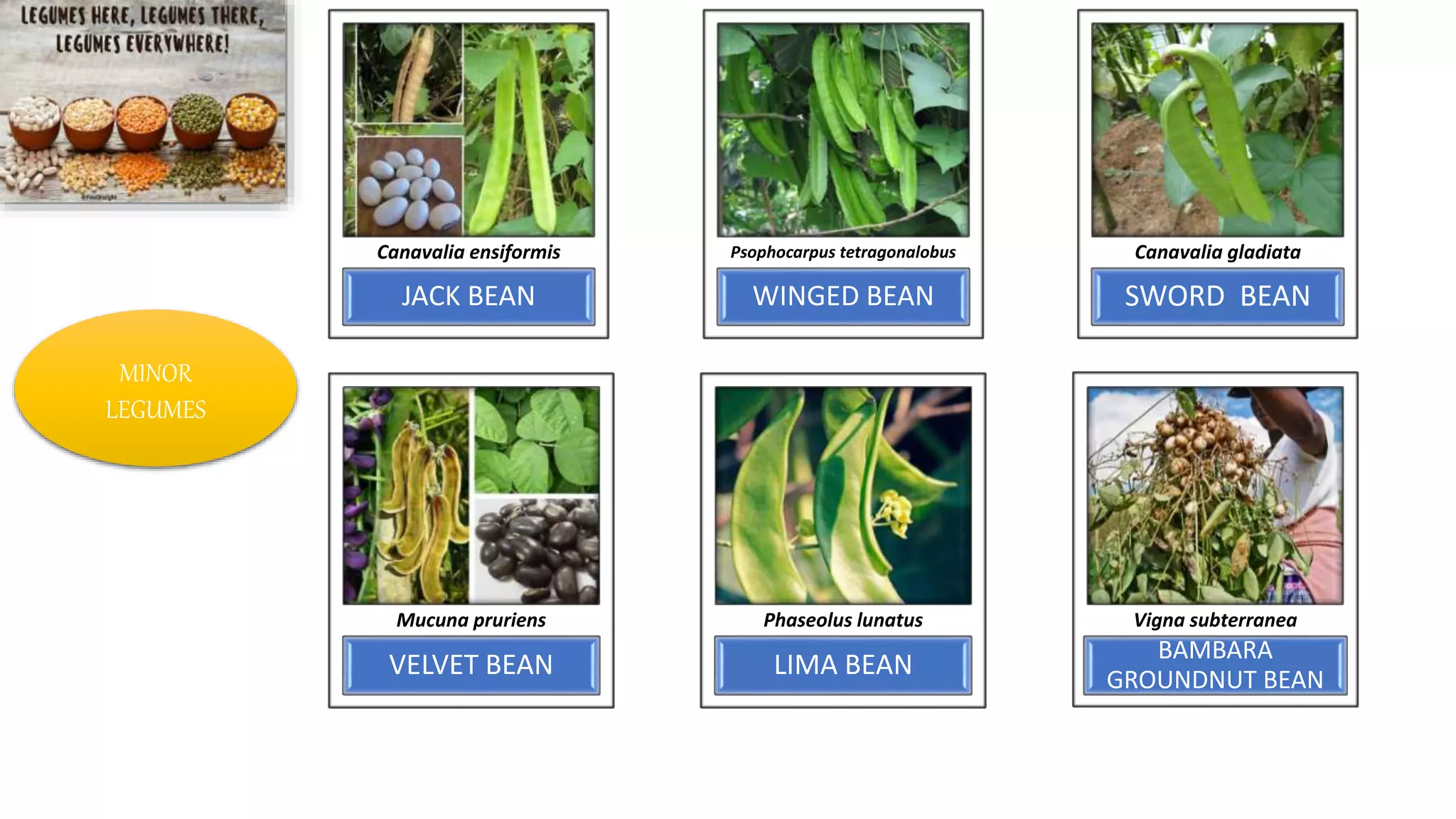 advances in underutilized legumes | PPTX | Agriculture | Industries
