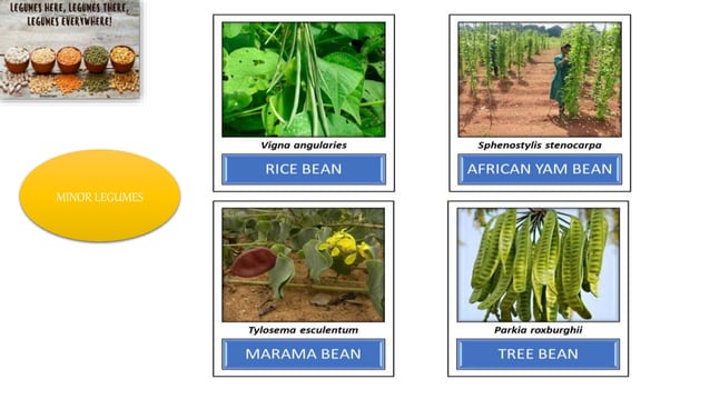 advances in underutilized legumes | PPTX | Agriculture | Industries