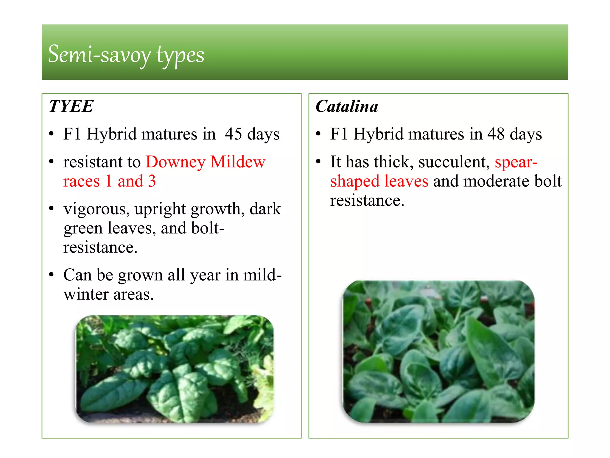 spinach production tech | PPTX