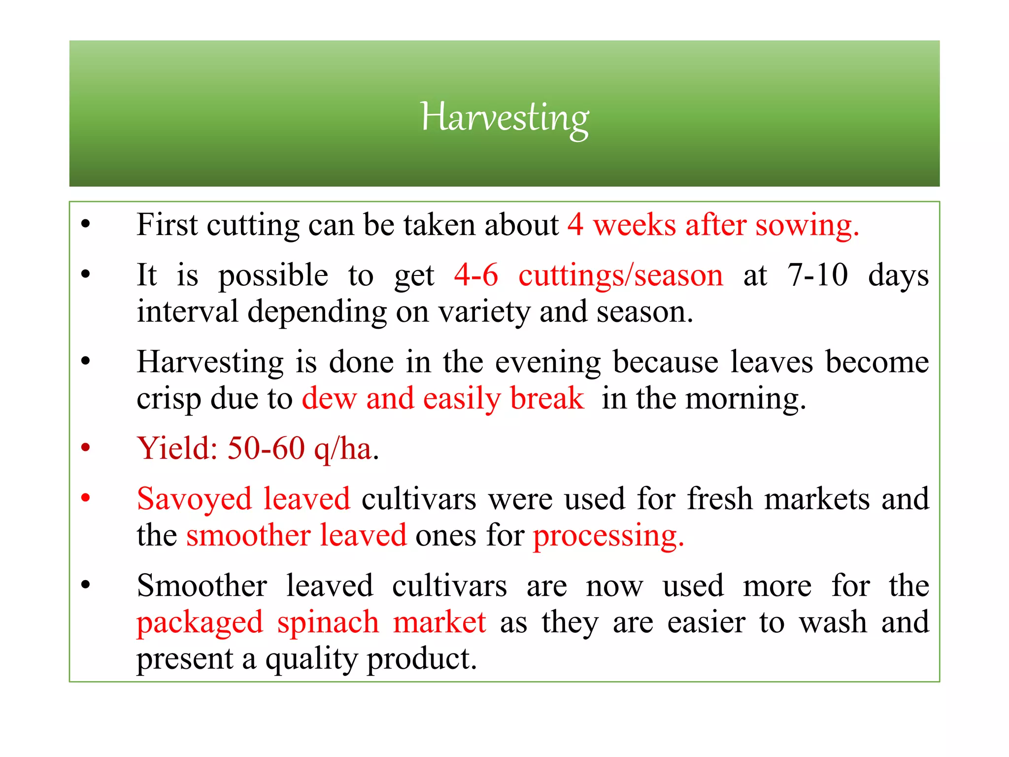 spinach production tech | PPTX