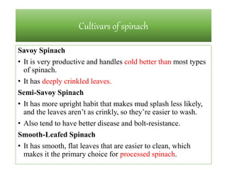 spinach production tech | PPTX